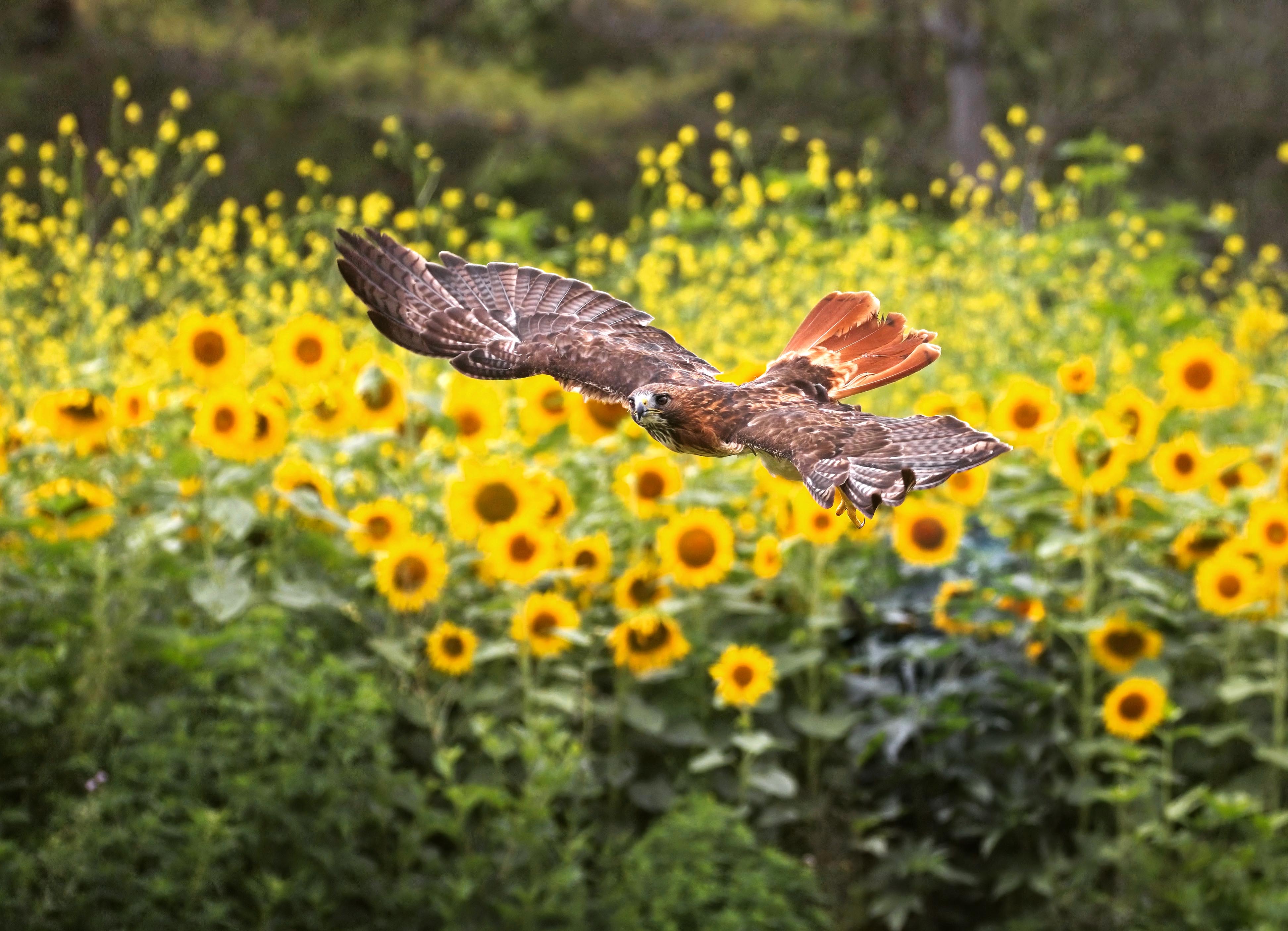 May 2023 - Bird Photography Photo Contest