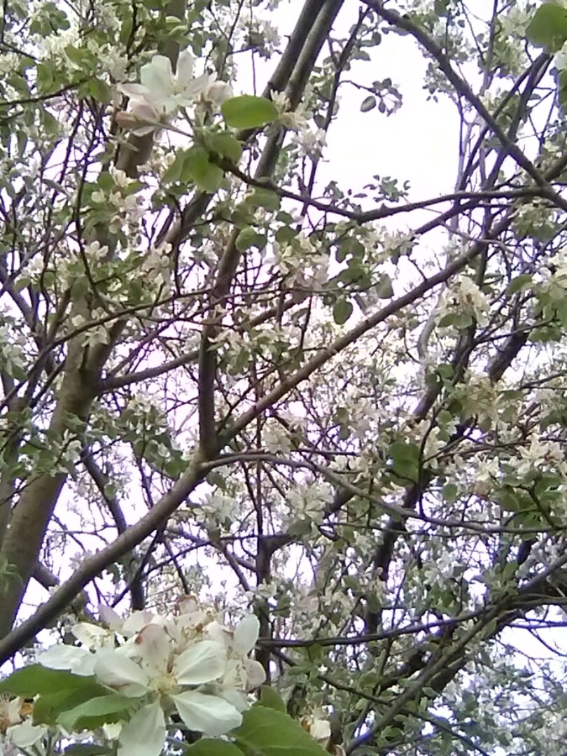 Show Us Your Iconic Iowa