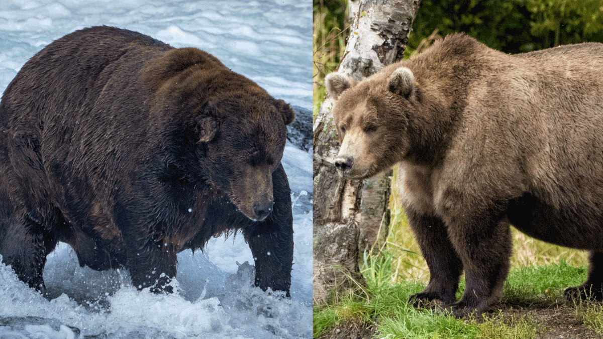 Don't forget to VOTE - Fat Bear week is here - Democratic Underground ...
