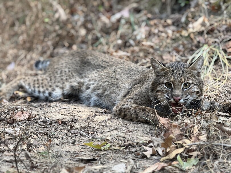 2025 TN Wildlife Calendar Photo Contest